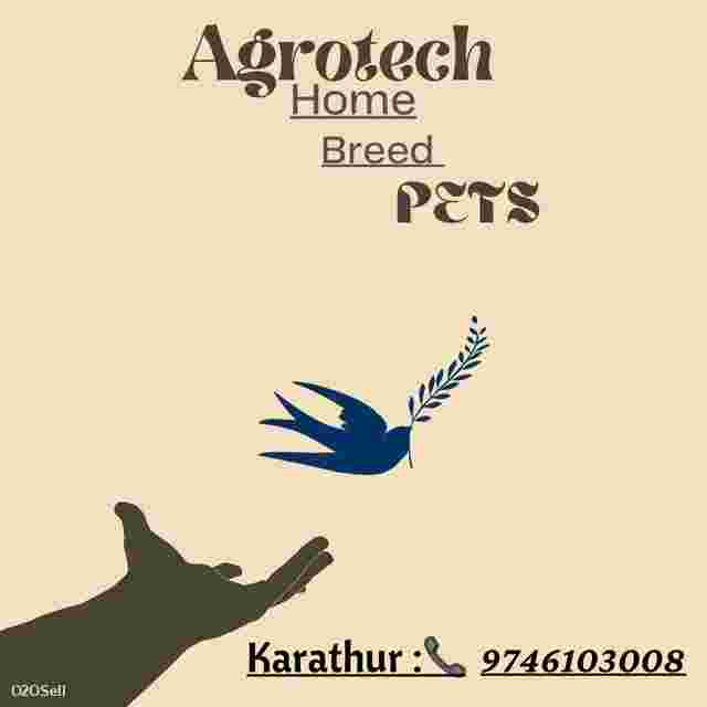 Agrotech home breed pets : Karathur, Tirur, Malappuram, Kerala